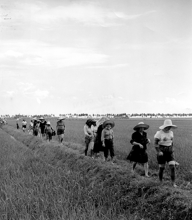 Le Mondine nelle foto dell’archivio Paolo Pedrelli | Archivio Paolo ...